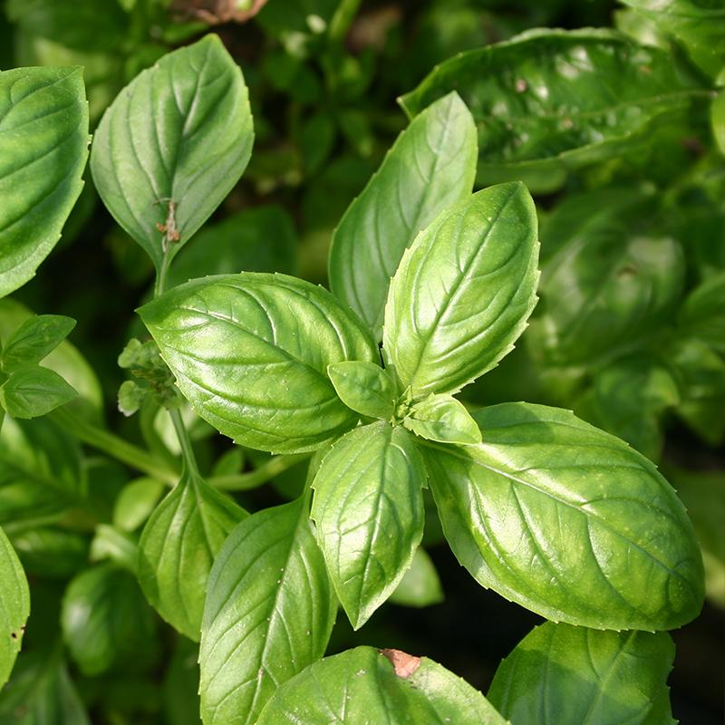 Basil, Genovese – Algonquin Library Adult Services